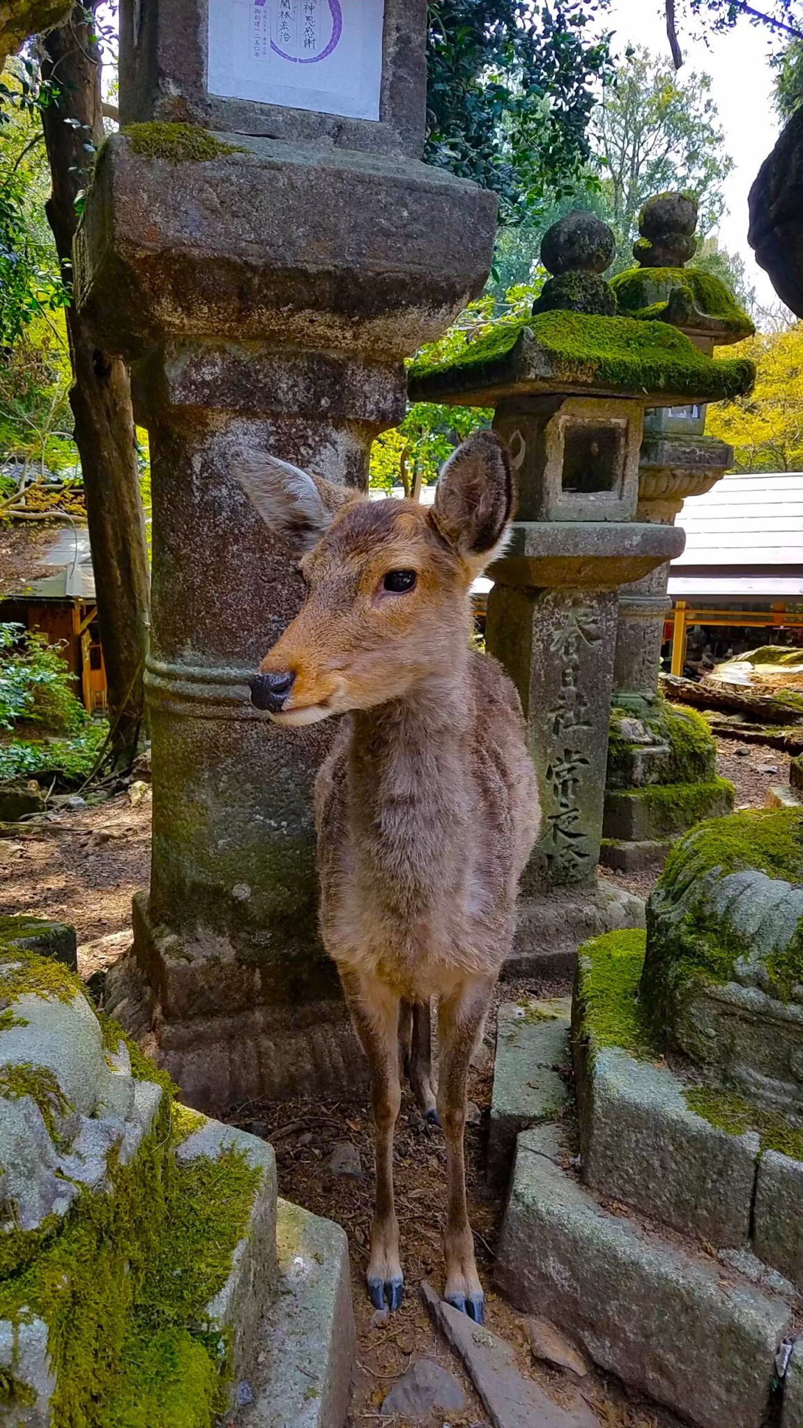 Nara Tourist Spots! scenic view – Japan Discovery Blog